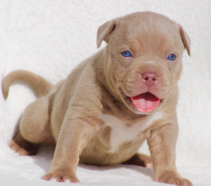 Champagne, Tri, Merle XL American Bully Puppies - Bully Fiendz